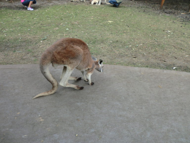 10 Things to Know About Kangaroos Before You Visit Australia - Travel ...