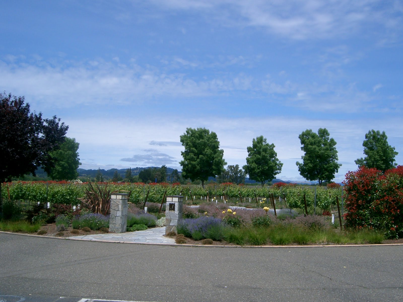 A beautiful view at J Winery - Travel Savvy Gal